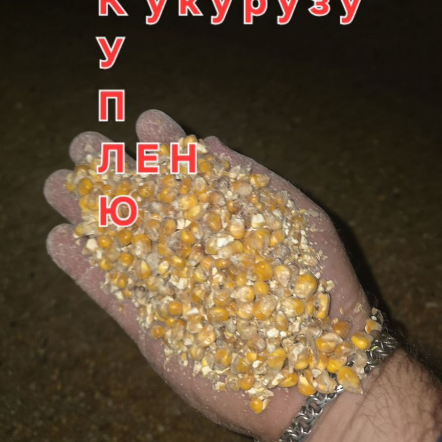 Кукуруза кормовая