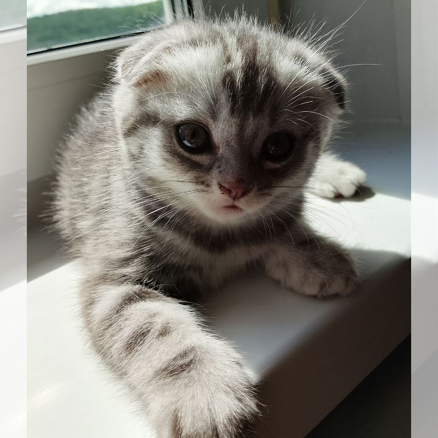 Шотландский вислоухий короткошёрстный котёнок