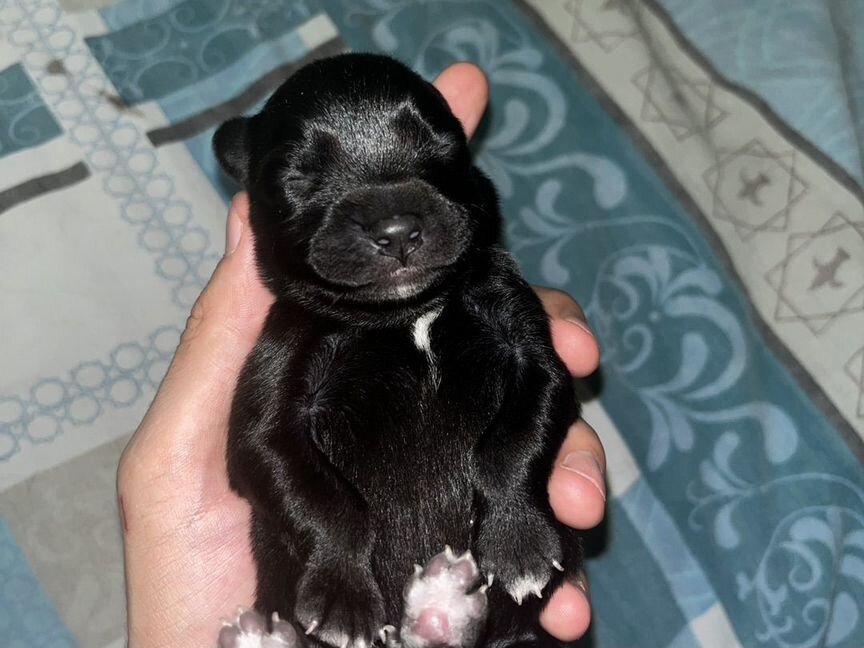 Щенки-двортерьер