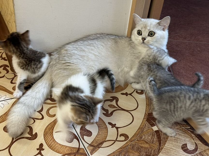 Продам котят серебристая шиншилла