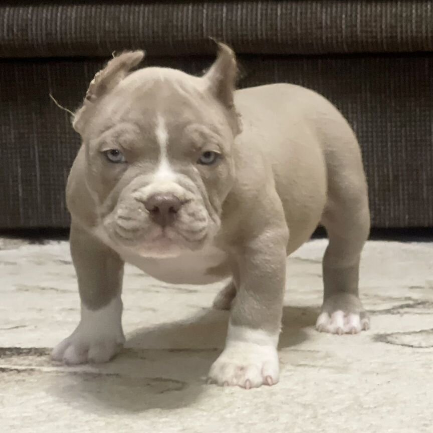 Американский булли покет щенки