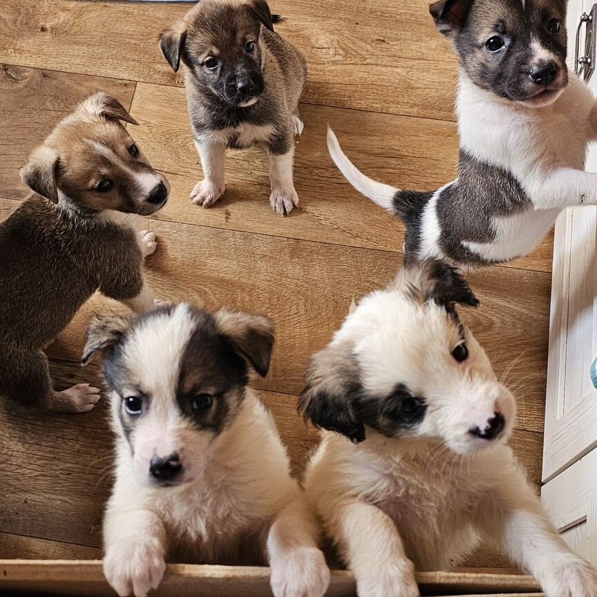 Щенки 1,5 Будут по колено Привиты Привезём