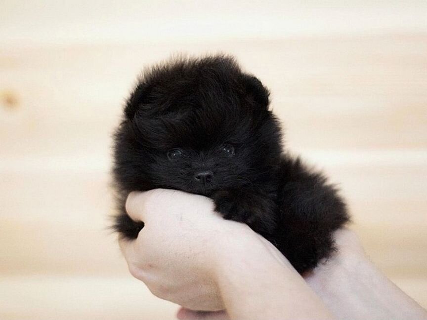 Шпиц мальчик Френки