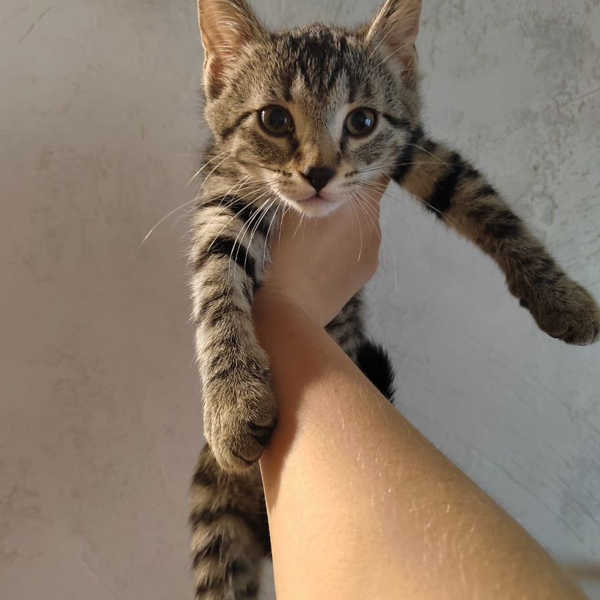 Кошка в добрые руки