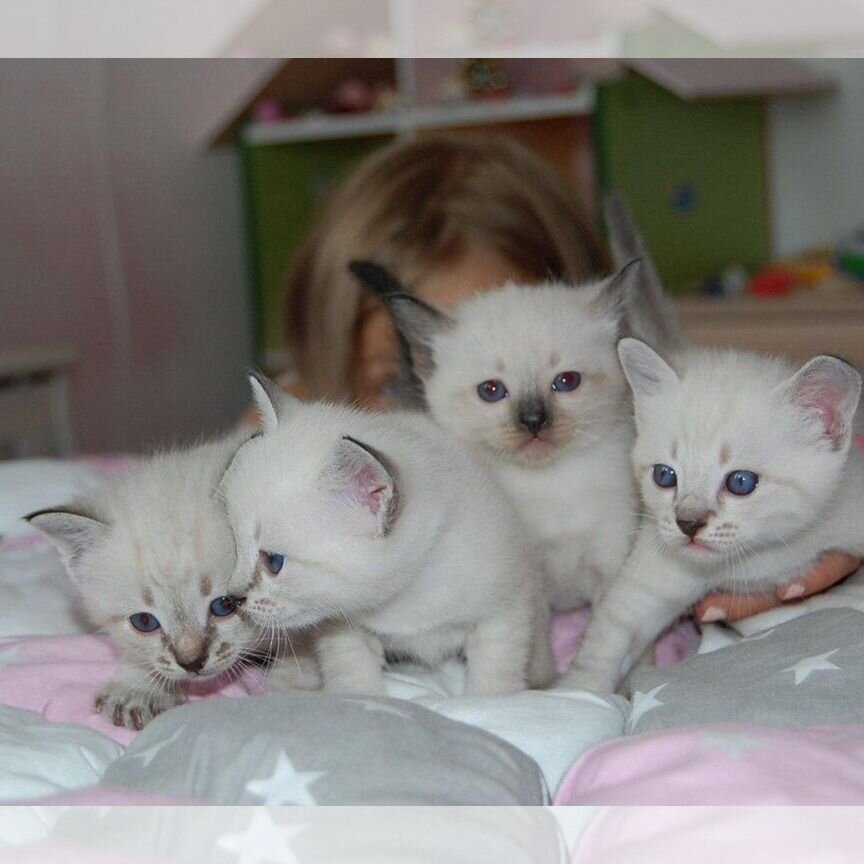 Тайский котёнок