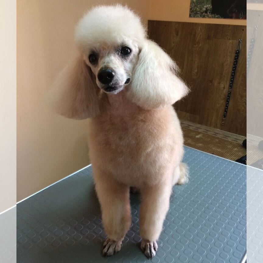 Отдам пуделя в хорошие ответственные руки