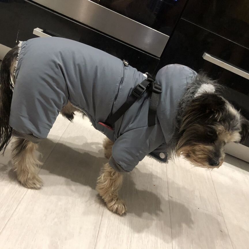 Одежда для средних собак зимняя