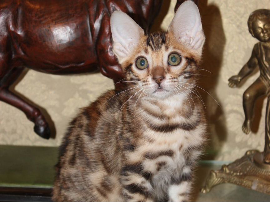 Бенгальская кошечка 2 мес