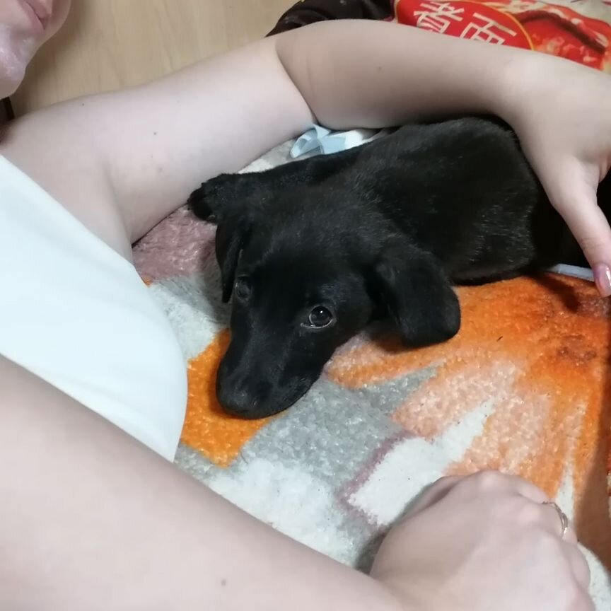Щенок в добрые руки