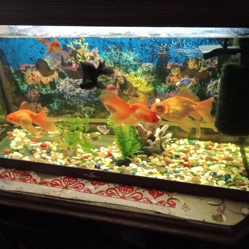 Аквариум с золотыми рыбками