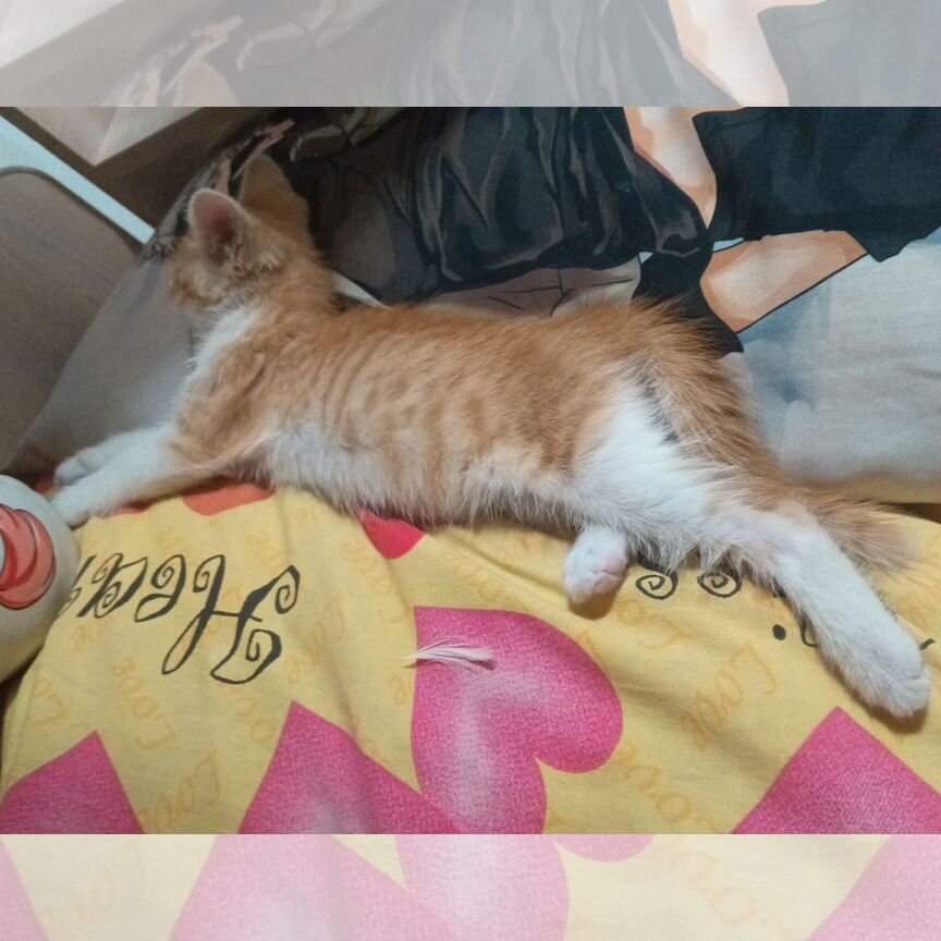 Кошечка