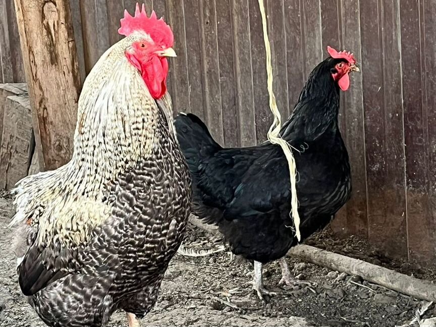 Куры домашние