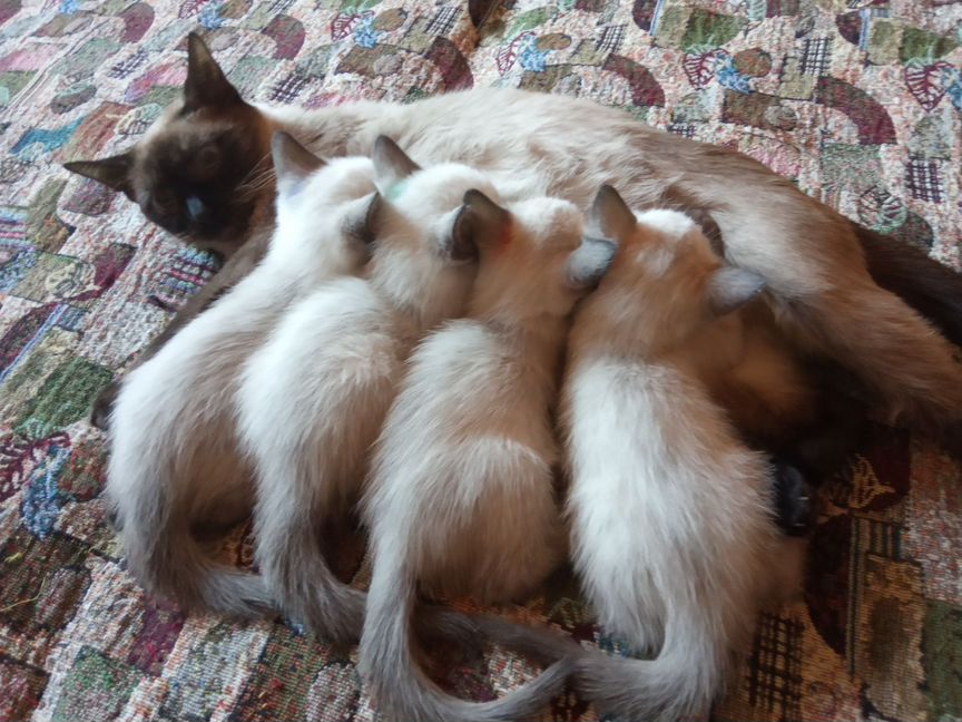 Тайские, чистокровные котята