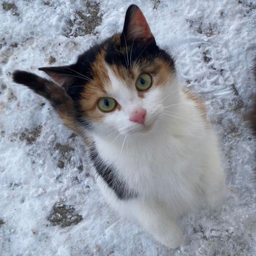 Пестренькая кошечка ищет домик