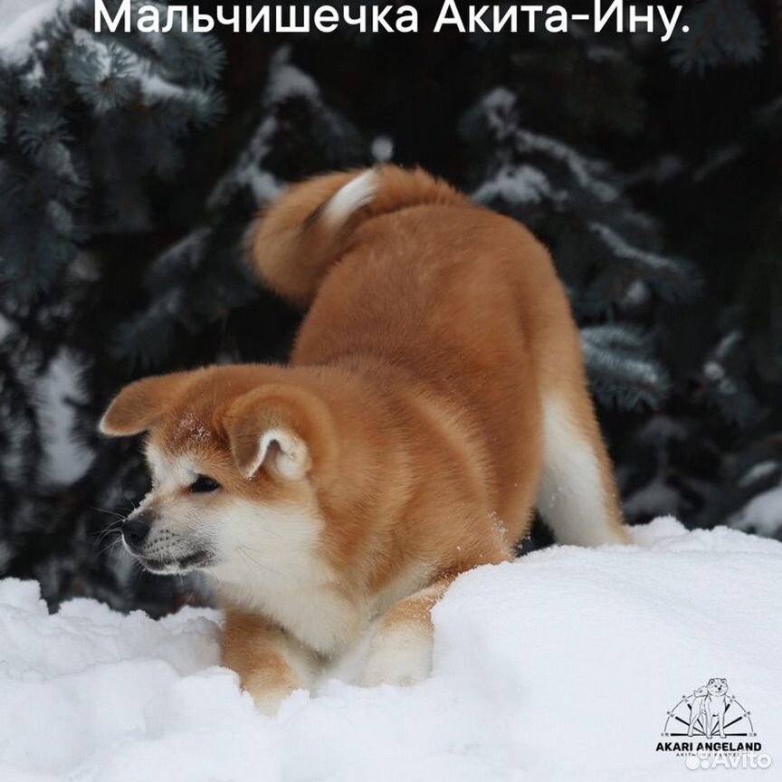 Отличные Щенки Акита-ину от японских пар