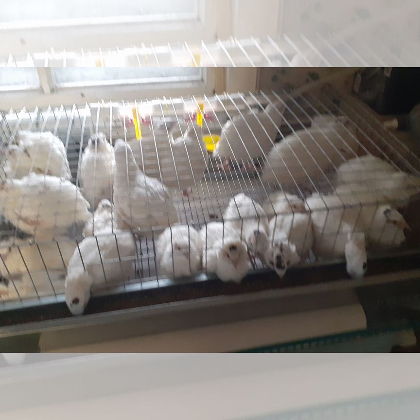Продам перепелов