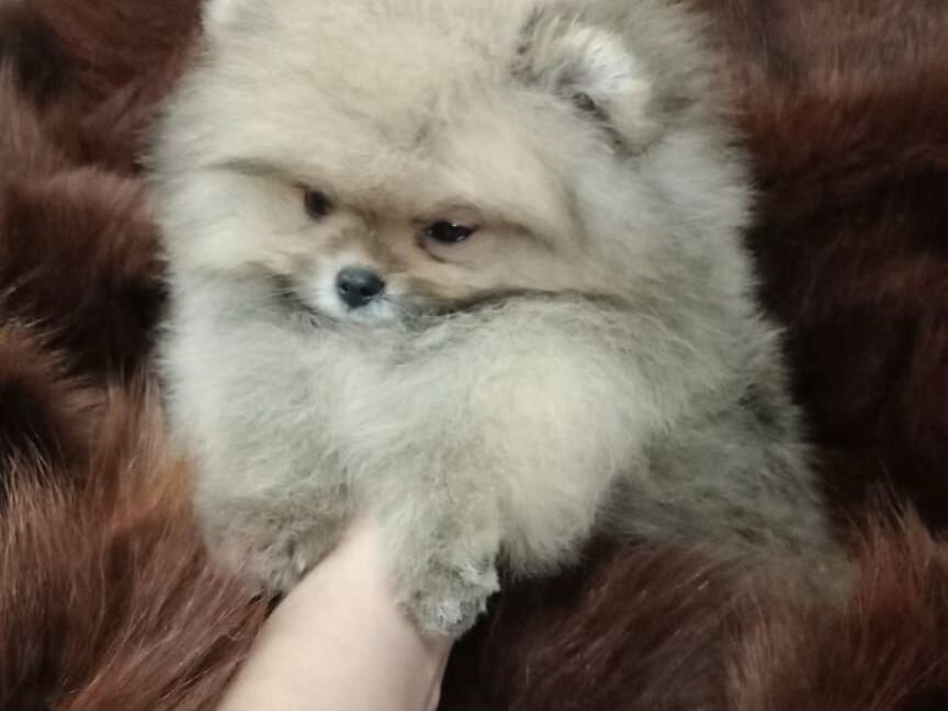 Померанский шпиц