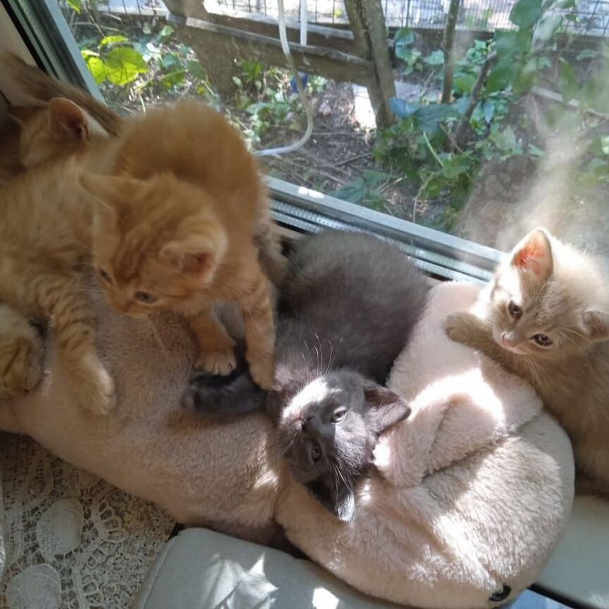 Домашние котята в добрые руки бесплатно