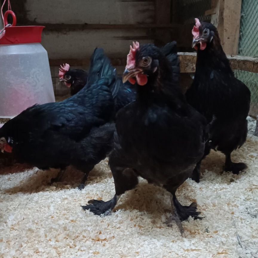 Курочки Маран чм