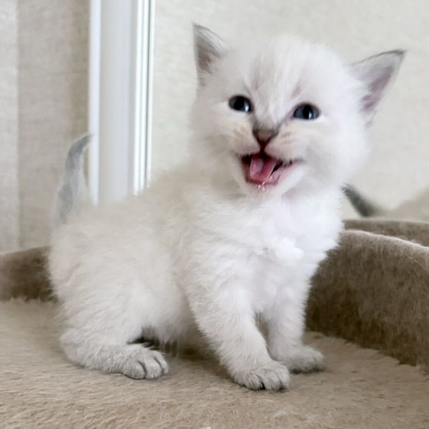 Невский маскарадный котёнок