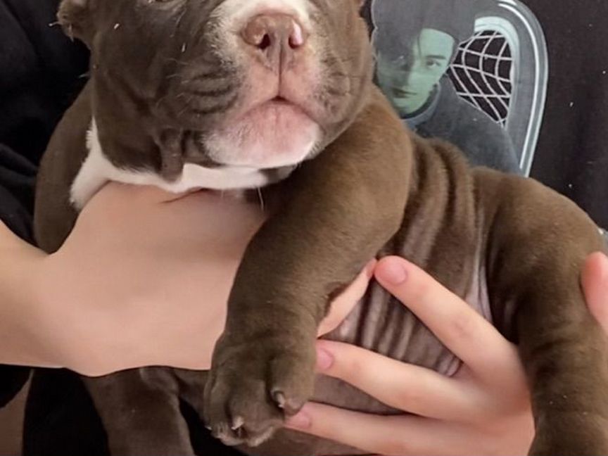 Деыочка Американский булли