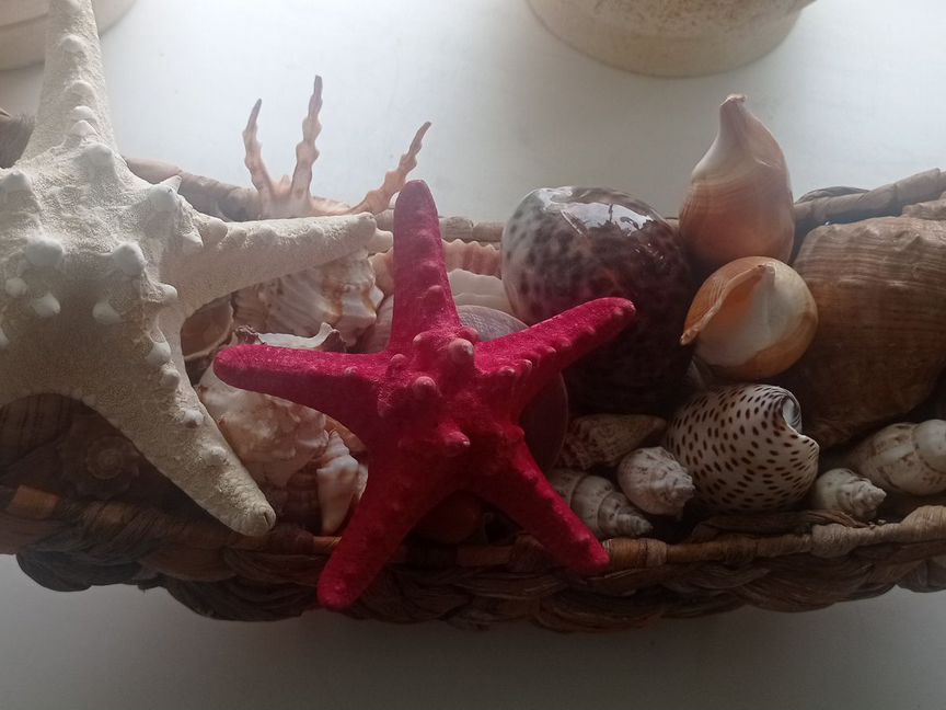 Коралл балянус