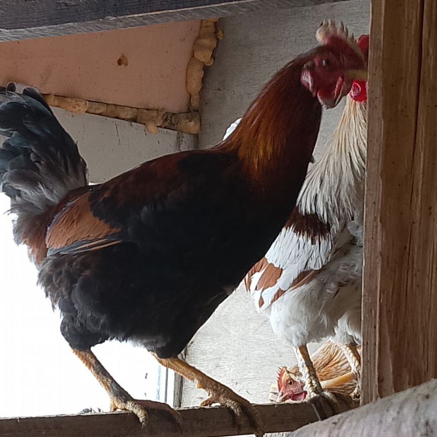 Молодые петухи