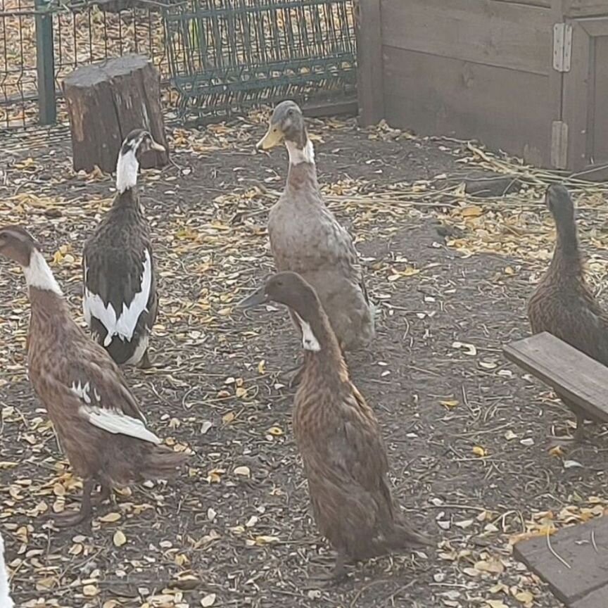 Утки индийский бегунок