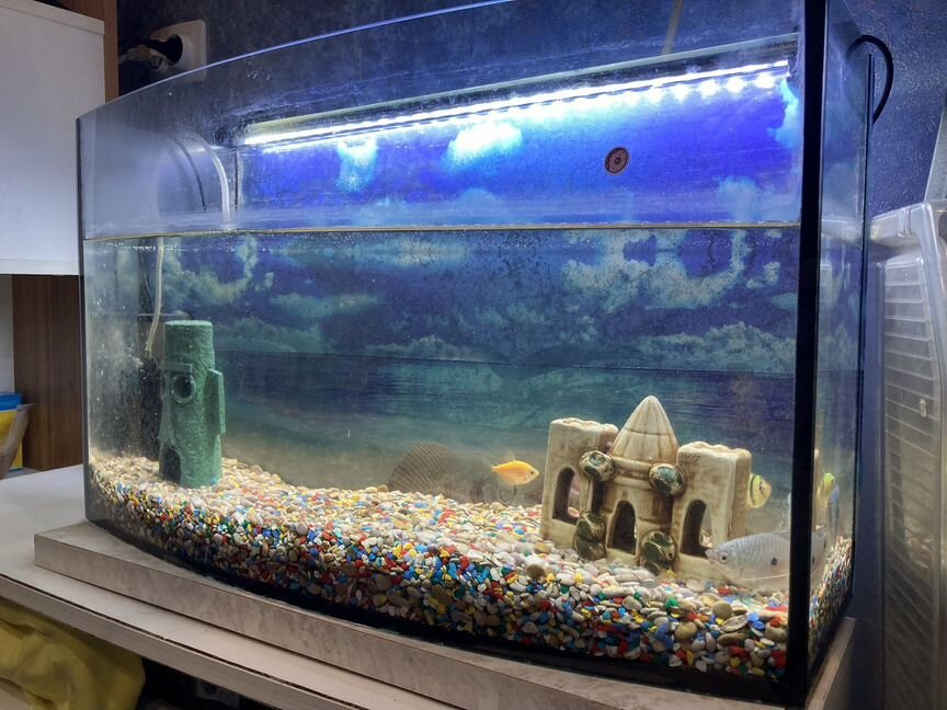 Аквариум и рыбки