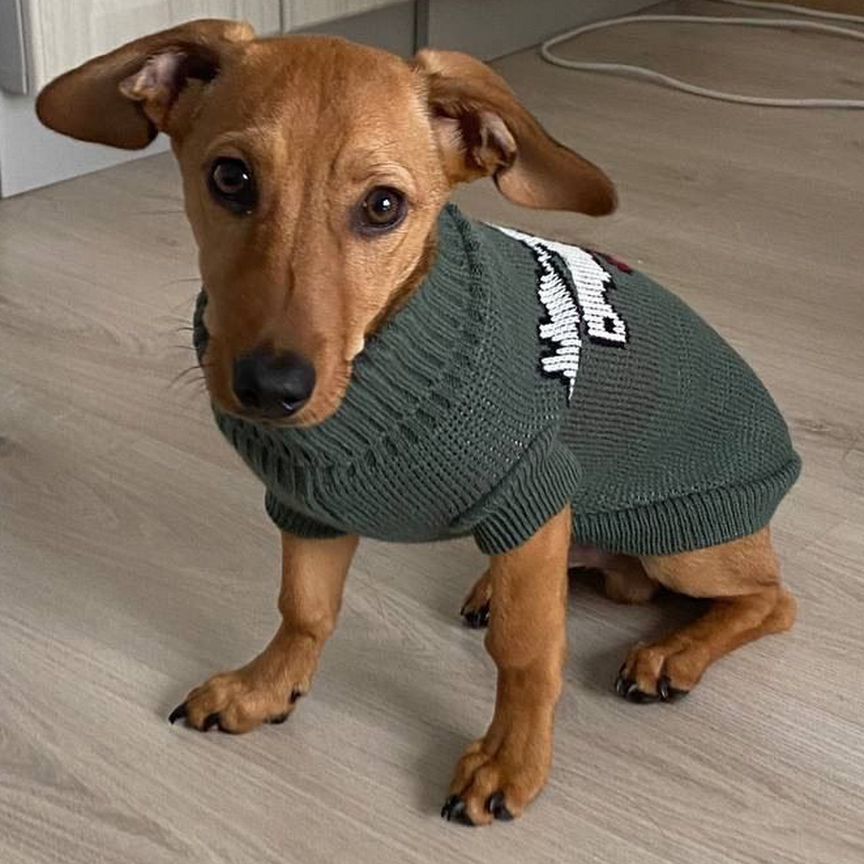 Такса, щенок