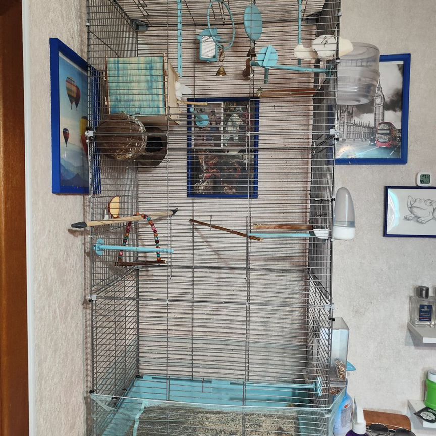 Попугай неразлучник с клеткой