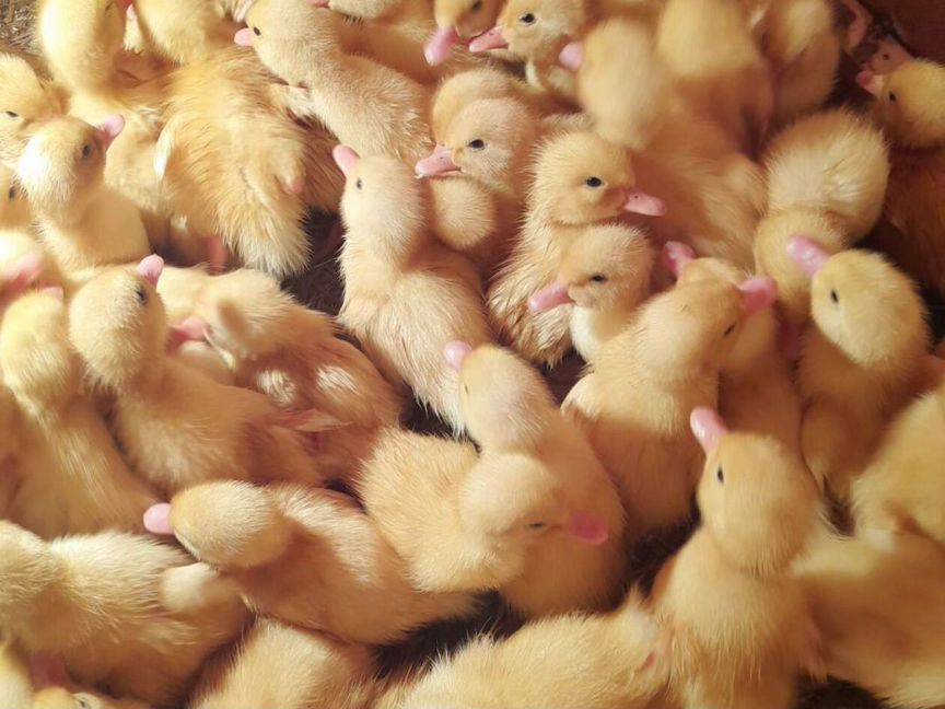 Утята. Гусята