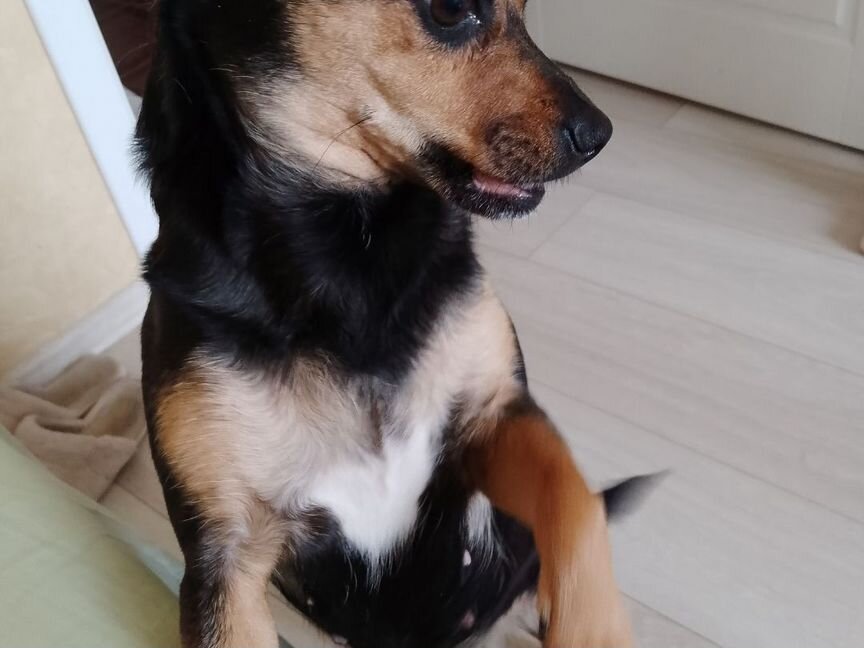 Той-терьер бесплатно