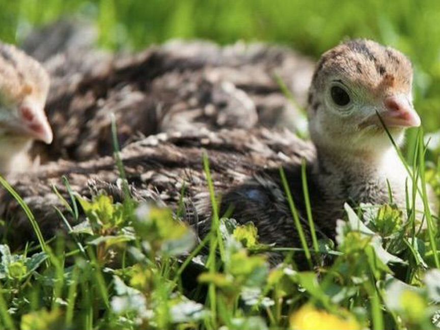 Индюшата 10и-дневные