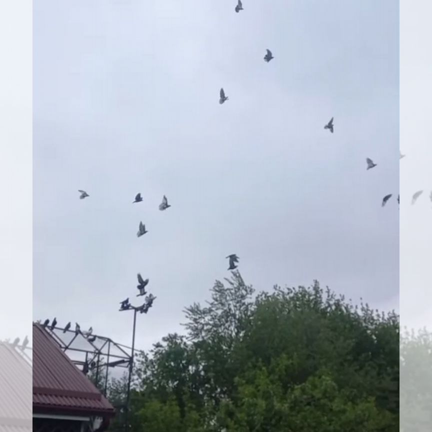 Голуби
