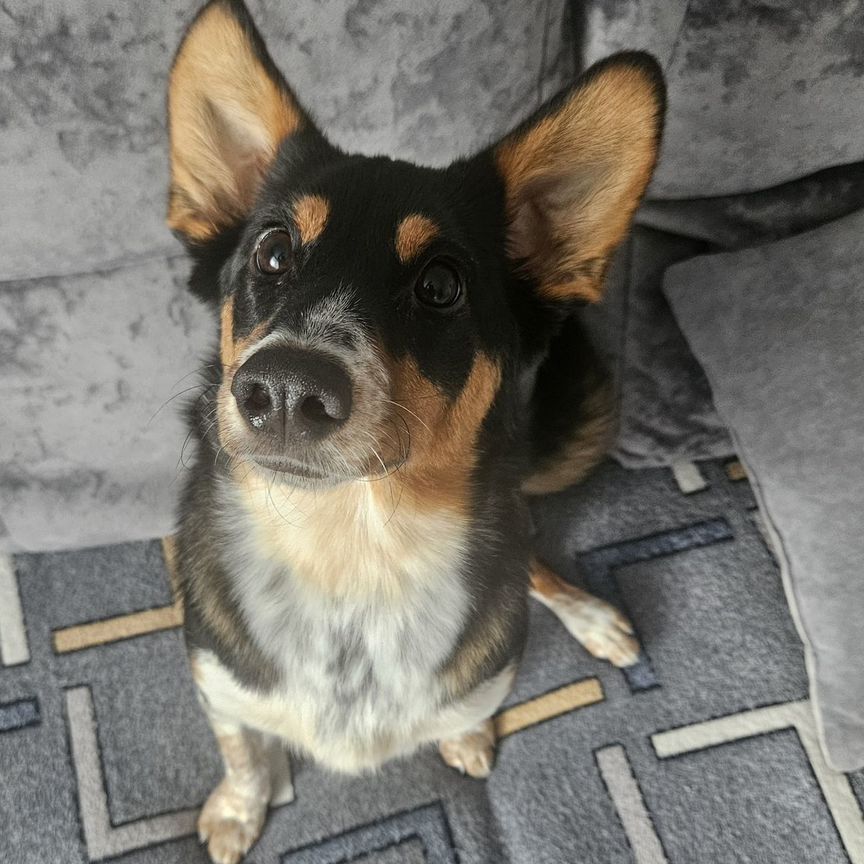 Щенок в добрые руки