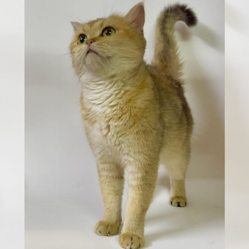 Шотландская вислоухая короткошёрстная кошка, взрослая