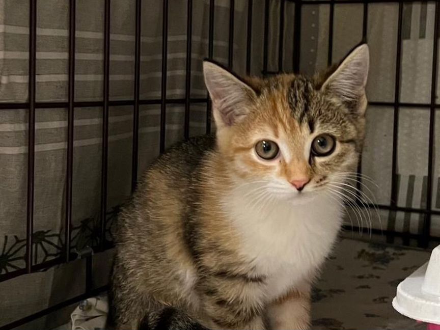 Котенок Бусинка ищет лучшую семью