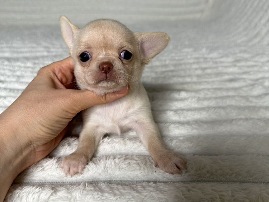 Щенки чихуахуа