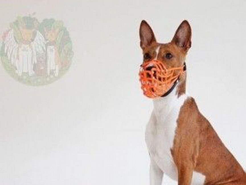 Беговой намордник для бассенджи