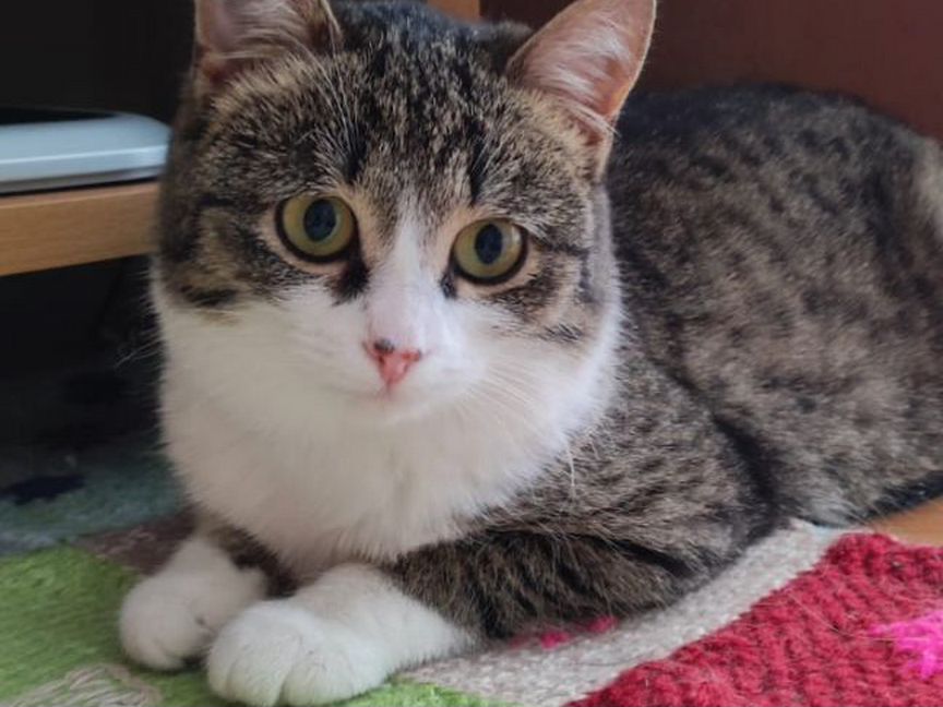 Котенок