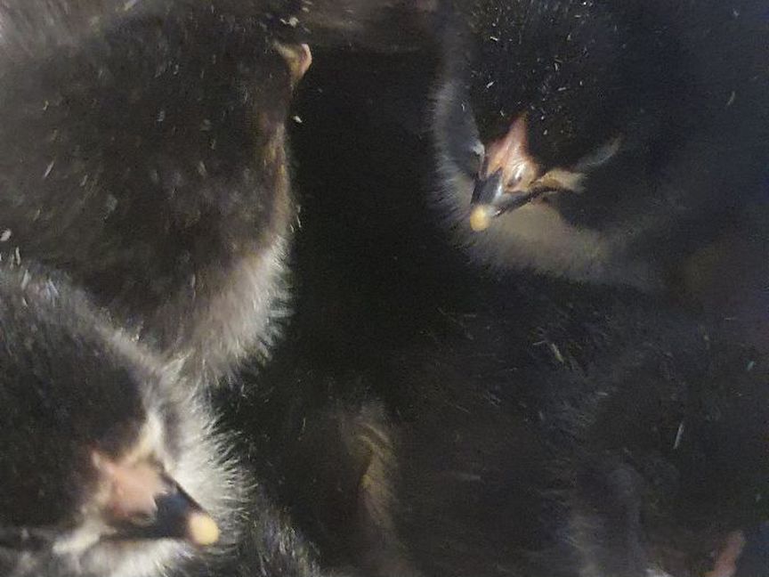 Цыплята домашние