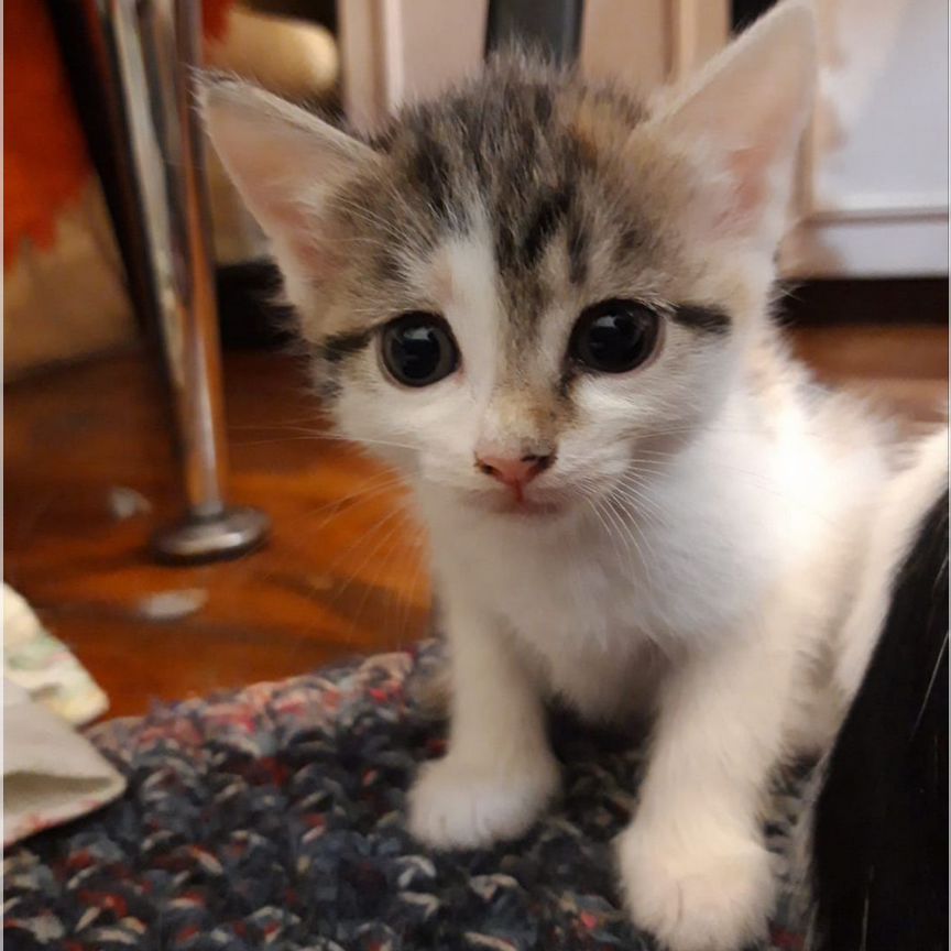 Котёнок в добрые руки