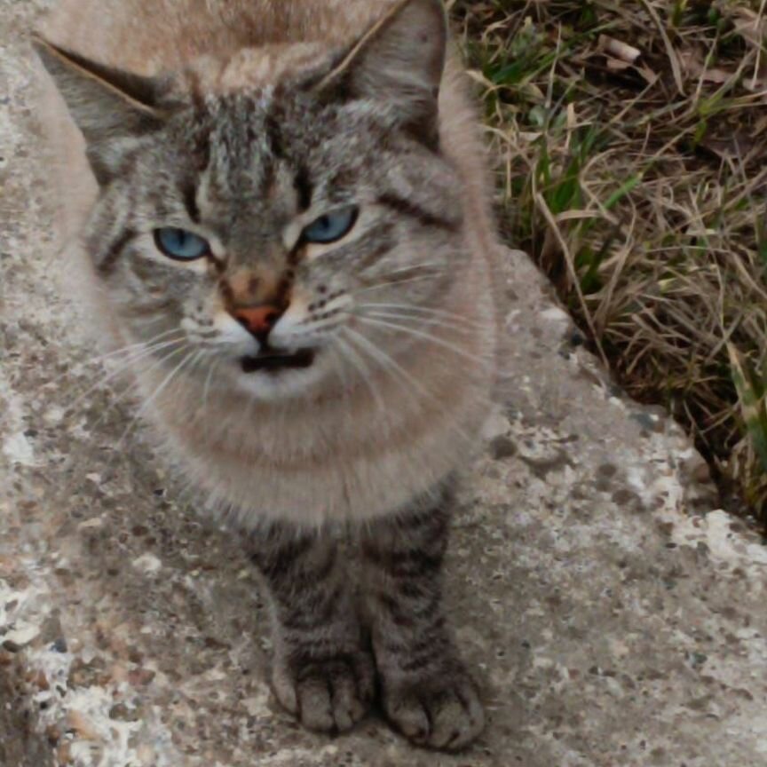 Взрослый кот в добрые руки