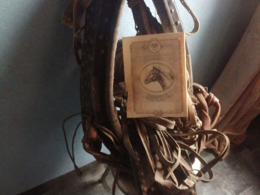 Сбруя для лошади