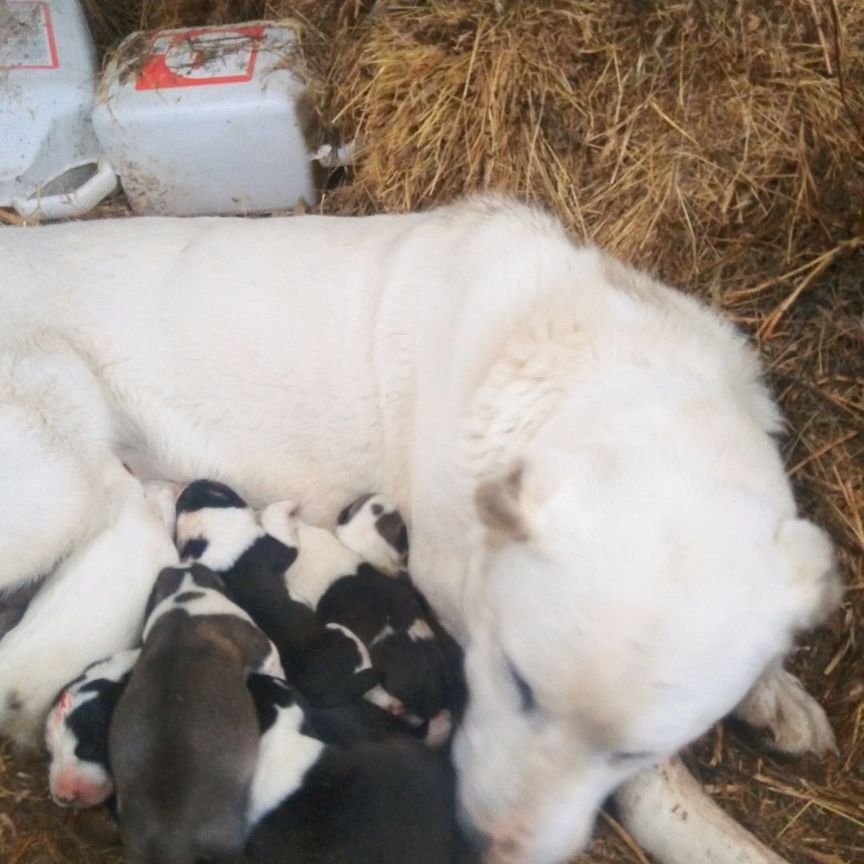 Азиатские овчарка