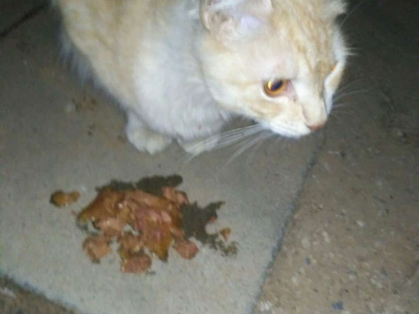 Кошка Чья потеряшка