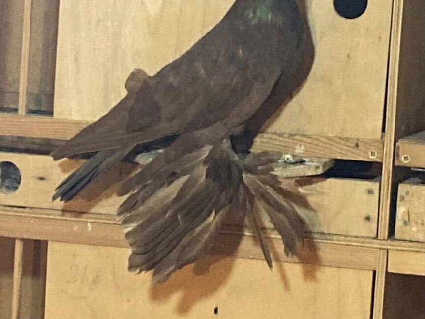 Голуби узбекские