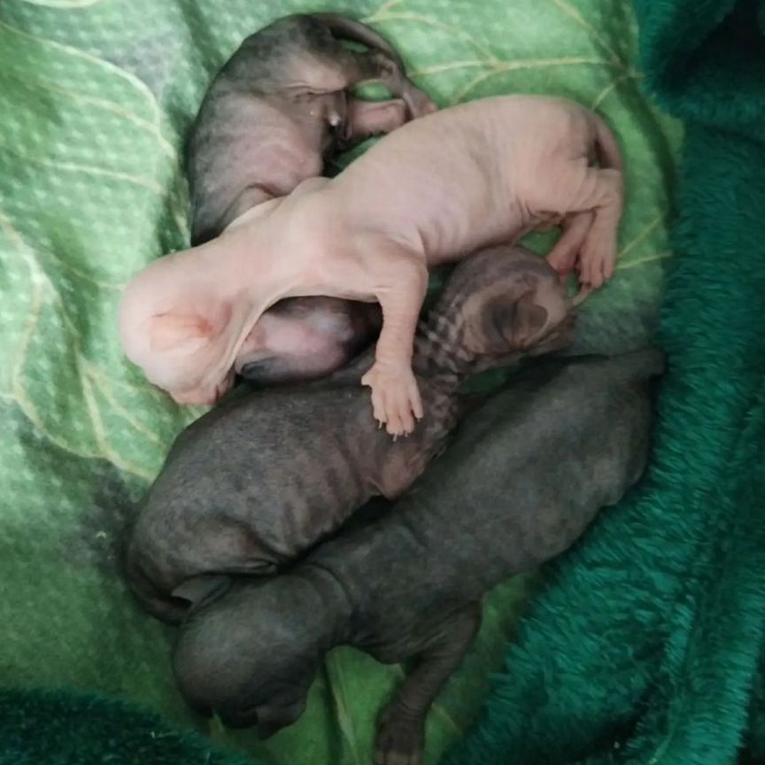 Канадский сфинкс котёнок