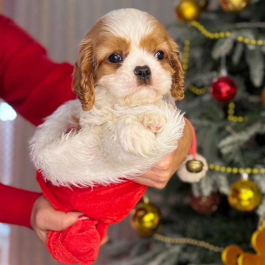 Кавалер кинг-чарльз-спаниель, щенок